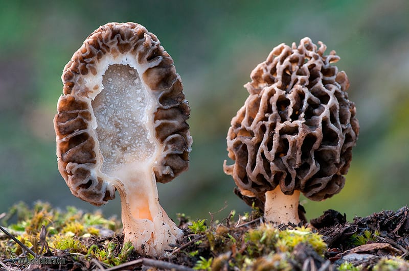 Colmenillas: las setas más codiciadas de la gastronomía - Método Teruel